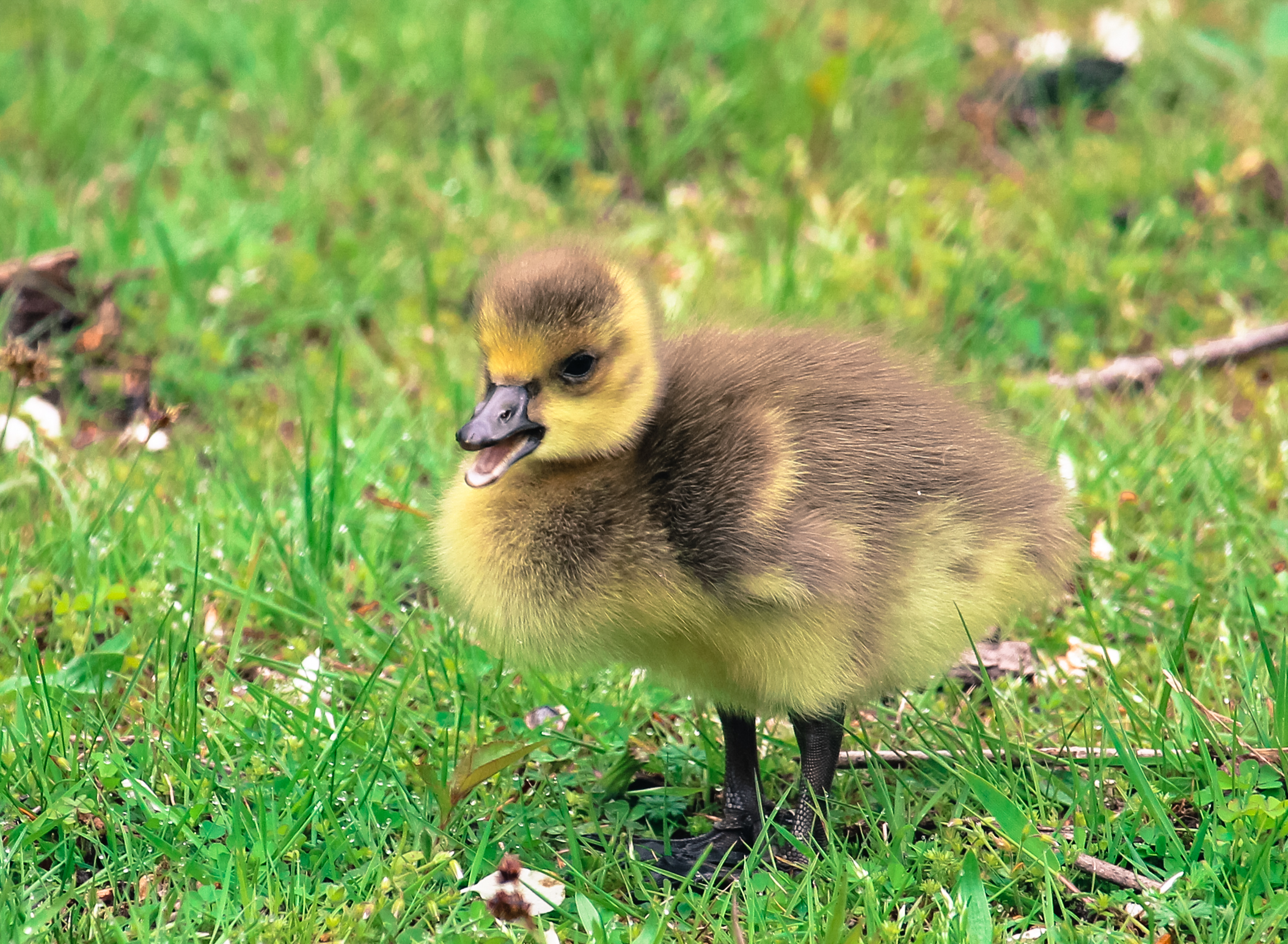 Baby Animals arrive in time for Mother’s Day – bartlettBlog